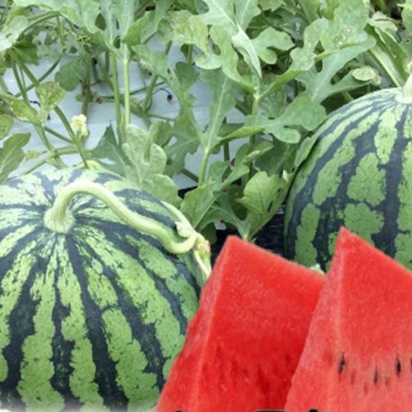 肉質が締まったシャリ感が特徴の甘くてみずみずしい大玉すいか「羅皇」は、中心から皮の付近まで美味しくお召し上がりいただけるスイカです。栽培歴約60年の師匠が伝承した技術をもとに、若者5人が大山の恵みを受けた広大な大地で育て、厳選した渾身の1玉...
