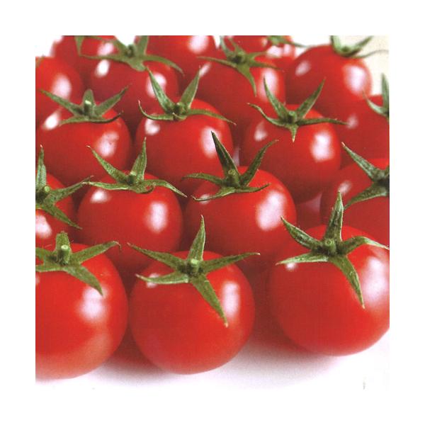 黄化葉巻病の他に、斑点病、葉かび病（Cf-9）、萎ちょう病レース1・2、半身萎ちょう病レース1、根腐萎凋病、タバコモザイクウイルス（Tｍ-2a型）、ネコブセンチュウに耐病・耐虫性を持つ。異常茎が発生しづらく栽培管理が容易。草勢は中程度。採光...