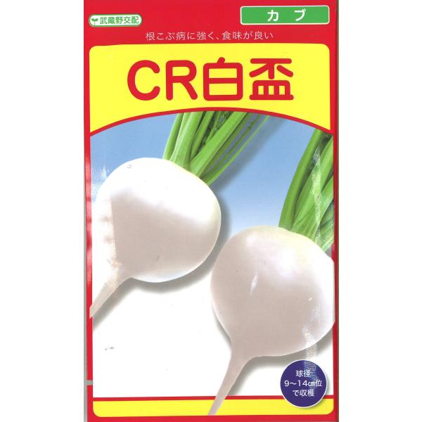 ・草丈は５０cm以上、根径は9〜14cm位まで収穫できる中カブ品種・球形は腰高で球揃いが極めて良い・肉質は緻密で軟らかく甘みがあり、ス入りも遅く、特に浅漬けに向く・抽苔は遅く、冬から春先までの栽培も安定している