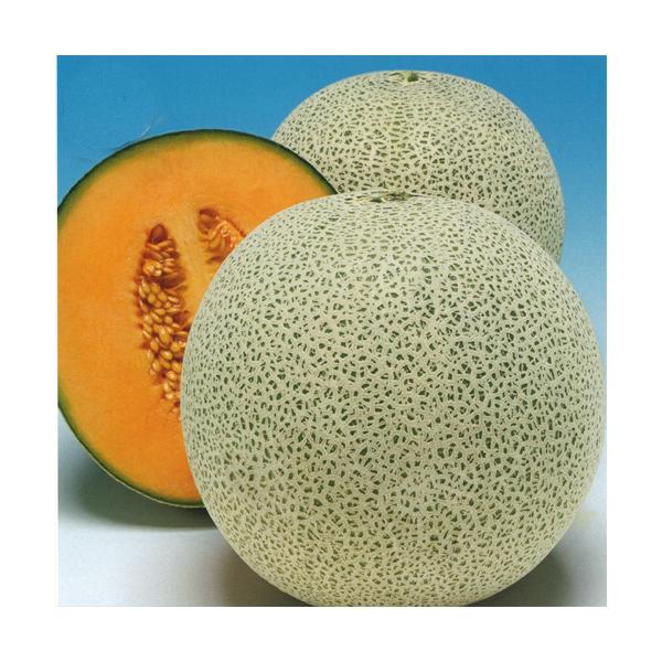 ・つる割病の５つのレース（F0.F1.F2.F1,2y.F1,2w)とえそ斑点病に耐病性をもちうどんこ病にも強い赤肉メロン。・草勢は強めで伸長性にすぐれ、低温期の栽培でも生育が緩慢にならない。・収穫期のつるもちは良好だが、裂果は少なく作りや...