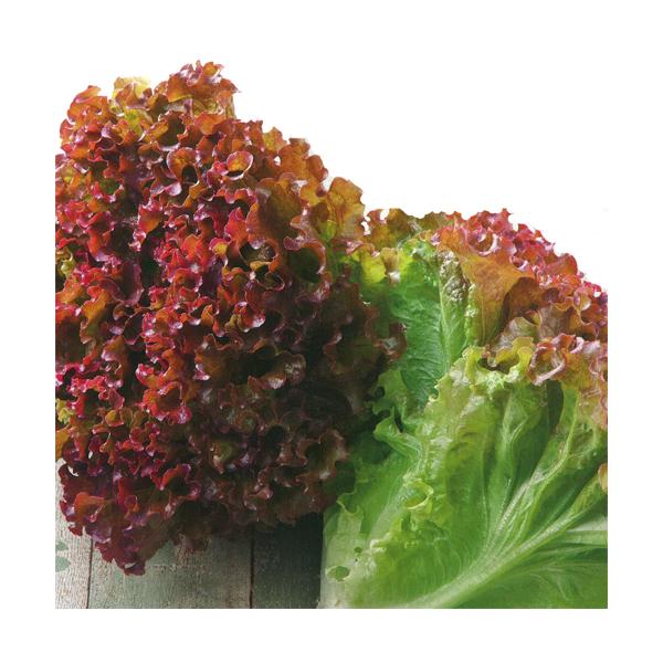 ・葉先は鮮やかな濃赤色で、株元の鮮緑色とのコントラストが美しい。・晩抽性にすぐれ、温度移行期に発生しやすいさび症や肋部のアントシアン着色の発生が少なく、高温期中心に幅広い作型に適する。・根腐病レ−ス1・2複合耐病性。斑点細菌病をはじめとする...