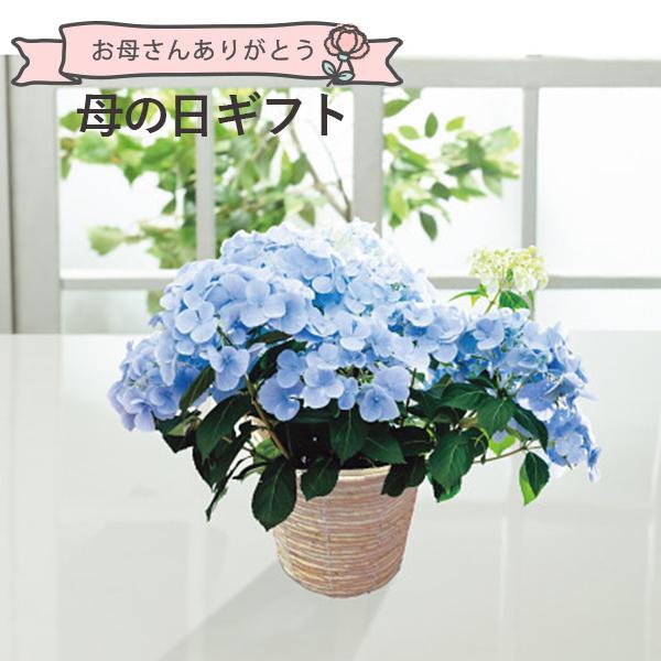 株いっぱいの花が楽しめる人気のラグランジアの新品種!手まり咲きの花を咲かせます。●現品約30×50cm●ラグランジア(5号鉢)、バスケット●お手入れのしおり付●箱サイズ：約30×30×60cm●重量：約2kg●原産国/加工地：日本常温配送掲...