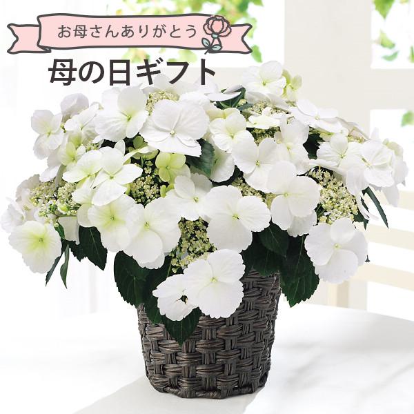 フラワー・オブ・ザ・イヤー(2019-2020)を受賞のアジサイ。全ての側芽から花が咲く、アジサイの常識を覆す画期的な品種。咲き始めはライムグリーン、だんだんとホワイトへ、そして淡いピンクへ色づきます。●現品約25×40cm●ラグランジア(...