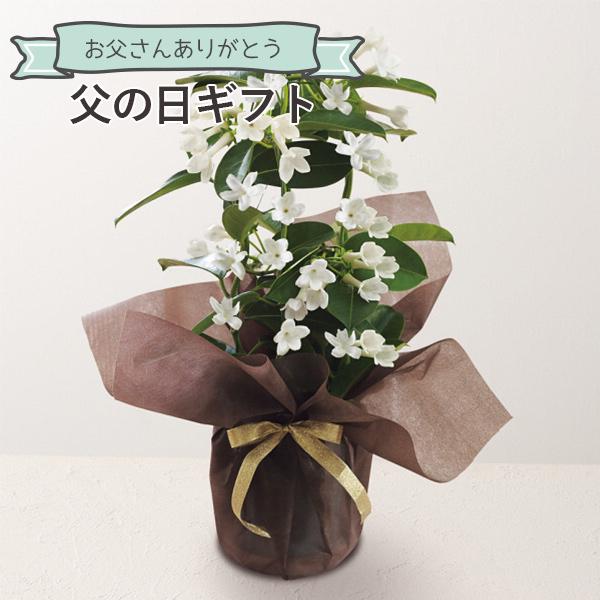 【父の日専用】商品お届け期間6/17(水)〜6/21(日)となります掲載商品は数に限りがあるため、なくなり次第終了となります。予めご了承ください。甘い香りと清楚な花姿が人気。純白の花と葉のコントラストが綺麗です。●現品約18×18×高さ40...