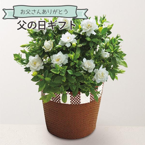 【父の日専用】商品お届け期間6/17(水)〜6/21(日)となります掲載商品は数に限りがあるため、なくなり次第終了となります。予めご了承ください。白い八重咲きの花が清楚な印象。古くから親しまれている甘い香りのクチナシの花です。●現品約20×...