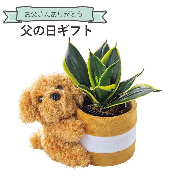 【父の日専用】商品お届け期間6/17(水)〜6/21(日)となります掲載商品は数に限りがあるため、なくなり次第終了となります。予めご了承ください。可愛いプードルポットに入ったサンスベリア。お部屋に癒しの贈り物を。●現品約11×15×高さ18...