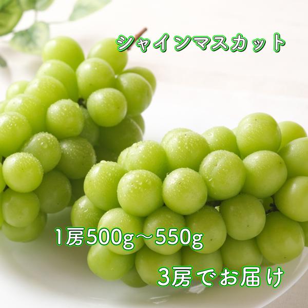 化粧箱入りなのでギフトに最適♪約500ｇ〜550ｇのシャインマスカットをお届け致します。シャインマスカットの糖度は20度程度と高く、酸味が抑えられて甘く感じられます。また、種がなく皮が薄いことから、そのまま食べられるのが大きな特徴です♪シャ...
