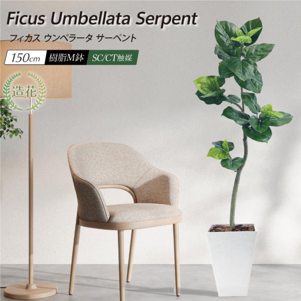 ■商品名：フィカス ウンベラータ サーペント[SC(CT)触媒加工済み]■規格・仕様：本体(鉢含む)=全高150cm（樹脂鉢Mサイズ付き）、鉢=Mサイズ：上辺25cm・下辺14.5cm・高さ32cm■素材：本体=人工観葉植物、鉢=樹脂■生産...