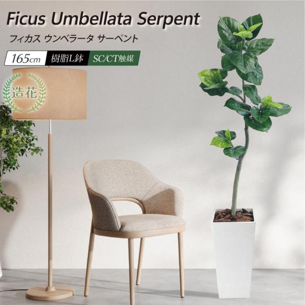 ■商品名：フィカス ウンベラータ サーペント[SC(CT)触媒加工済み]■規格・仕様：本体(鉢含む)=全高165cm（樹脂鉢Lサイズ付き）、鉢=Lサイズ：上辺25cm・下辺18cm・高さ46cm■素材：本体=人工観葉植物、鉢=樹脂■生産国：...