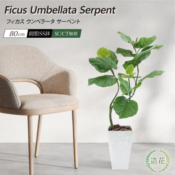 ■商品名：フィカス ウンベラータ サーペント[SC(CT)触媒加工済み]■規格・仕様：本体(鉢含む)=全高80cm（樹脂鉢SSサイズ付き）、鉢=SSサイズ：上辺16cm・下辺10cm・高さ24cm■素材：本体=人工観葉植物、鉢=樹脂■生産国...