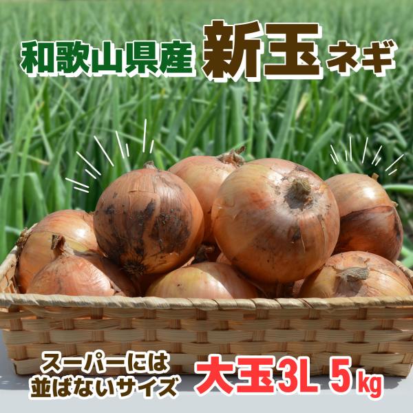 和歌山県産の新タマネギは辛みがおだやか。たまねぎが苦手なお子様にも！皮が薄くて扱いやすく、水分たっぷりでシャキッとした食感が楽しめます。輪切りでステーキ風に焼いたり、まるごとスープに入れるのもおすすめ。火を通すとトロトロになり、自然な甘みが...
