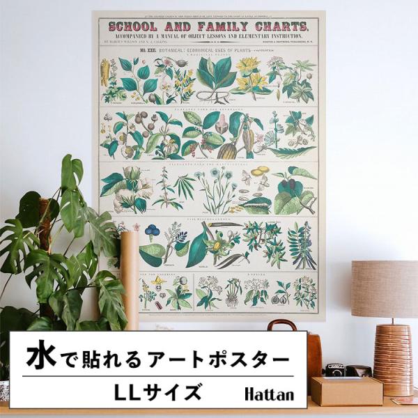 世界中のパブリックドメインの美術作品・アートの中からスタッフが厳選したデザインをアートポスターにしました！賃貸OK◎ 水に浸すだけで貼れて剥がせてまた貼れる、画鋲やテープ跡を気にせずポスターが楽しめます。初めての施工にもおすすめ。■植物の経...