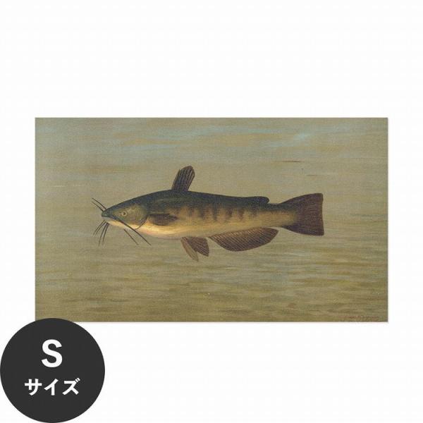 世界中のパブリックドメインの美術作品・アートの中からスタッフが厳選したデザインをアートポスターにしました！賃貸OK◎ 水に浸すだけで貼れるので、初めての施工にもおすすめです。■フックアンドラインで捕獲された北米の魚。▼サイズ約45cm x ...