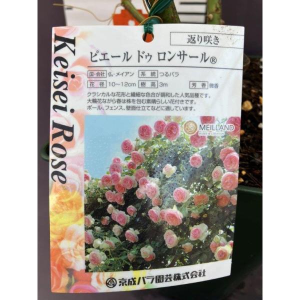 クラシカルな花形と繊細な色合が調和したとても美しい人気品種です。ボリュームのある大輪花ながら春は株を包み込むような素晴らしい花付きです。天候、気候によって桃色の濃さに差が出ます。「バラの詩人」と呼ばれた１６世紀フランス詩人の名前です。200...