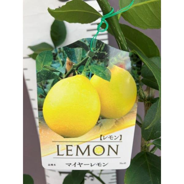 マイヤーレモンは、オレンジとレモンの自然交雑で誕生したといわれる品種です。普通のレモンと比べてふっくらと丸みがあり、果皮は濃い黄色で、熟してくるとオレンジ色に色が濃くなります。果皮は薄いので皮ごと食べることもできます。耐寒性もレモンの品種の...