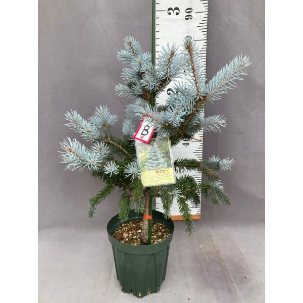 現品1128Ｂ商品です！ピセア・プンゲンス・ホプシーは、他では見られないまぶしいほどの銀白色の葉が特徴。シンボルツリーなどとして垂涎の的です。生産・流通ともに少なくとても希少品種です。モミ類と異なり暑さにも比較的耐えるが、暖地ほどシンクイム...