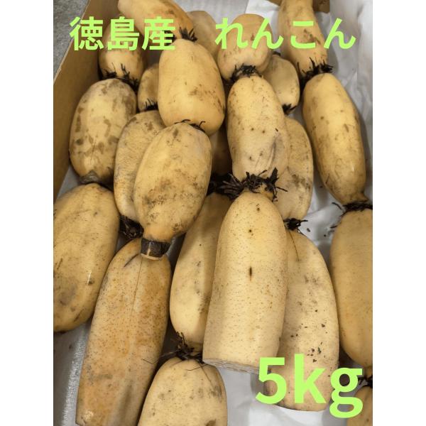 時期によって販売金額が変動致します。2L/Lサイズ、5kg御注文頂いてから5日以内に発送致します。段ボールでの発送となります。佐川常温での配達となります。煮物やてんぷらに最適な食べ応え抜群の2L,Lサイズです。色白で肉厚な実は火を通すとホク...