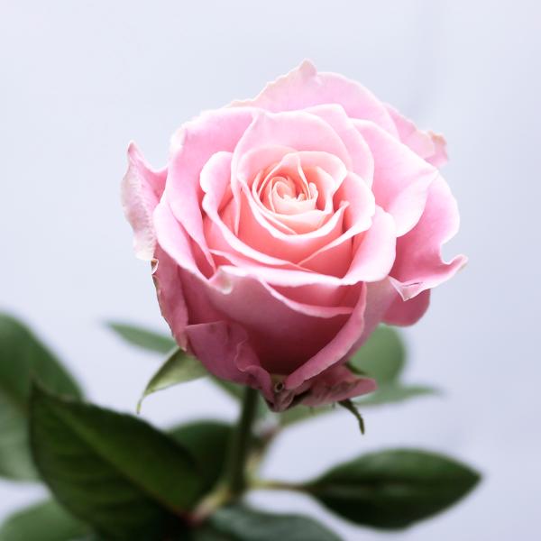 生花ピンクバラ、商品数量１でバラ１本です（10本〜がオススメです、9本以下はバラが短くなります) 高品質な国産バラ使用で長くお楽しみいただけます。フラワーギフトラッピングされている商品となります。 ■【バラサイズ】直径約11〜12cm(開花...