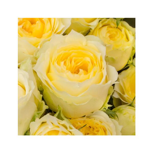 生花黄色バラ、商品数量１でバラ１本です（10本〜がオススメです、9本以下はバラが短くなります) 高品質な国産バラ使用で長くお楽しみいただけます。フラワーギフトラッピングされている商品となります。 ■【バラサイズ】直径約11〜12cm(開花時...