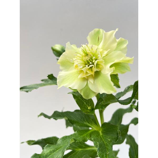 2026年早春に開花したクリスマスローズです。（花柄切り実施済み）　常緑の葉なので、春から秋まで色とりどりの花の引き立て役として重宝します。2027年早春に開花見込みです。鉢サイズ 4.5号?5号ポリポット、または６号角鉢。詳しくは写真をご...