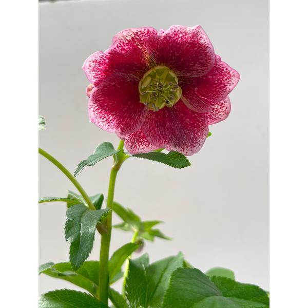 2026年早春に開花したクリスマスローズです。（花柄切り実施済み）　常緑の葉なので、春から秋まで色とりどりの花の引き立て役として重宝します。2027年早春に開花見込みです。鉢サイズ 4.5号?5号ポリポット、または６号角鉢。詳しくは写真をご...