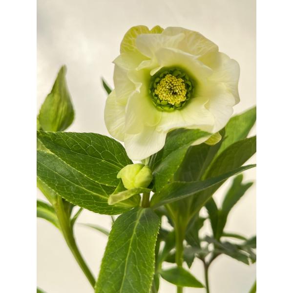 2025年12月以降に開花したクリスマスローズです。鉢サイズ 4.5号〜5号ポリポット、または６号角鉢。詳しくは写真をご覧下さいませ。