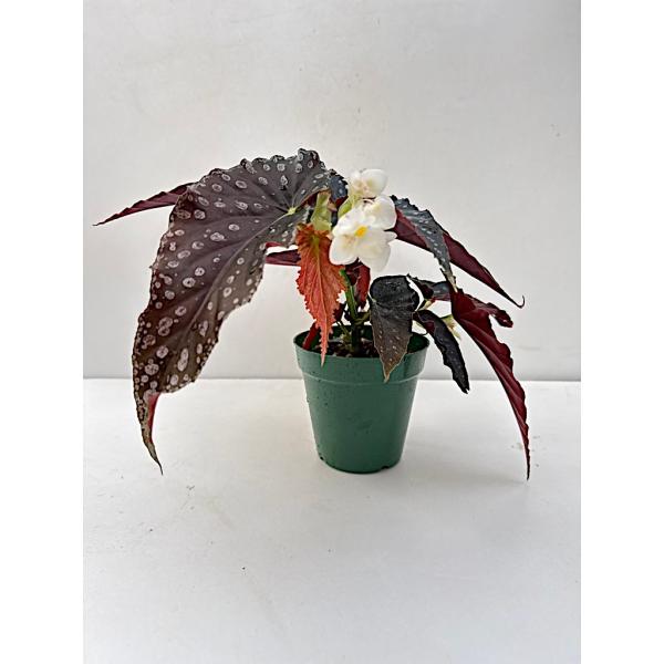 銅葉に白花のシャンデリア咲き水玉模様はランダムに、消えたり入ったりします。４号グリーン鉢