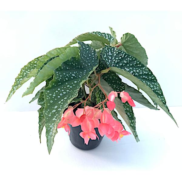 グリーン葉の白スポットが美しいオレンジの花