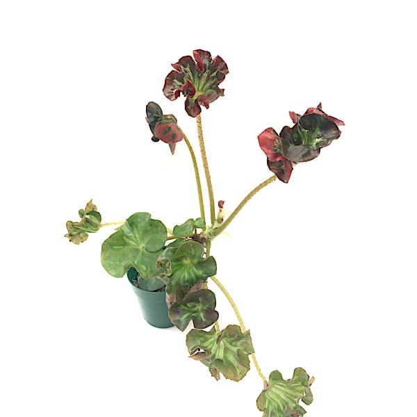 Begonia cf.auriculata from Sikkim7.5センチポットにてお届けいたします。プラスチックのような硬い葉が激しく波打ち、ベゴニアの中でも一線を画するきわめて特異な種です。販売株はまだその特徴が十分に発揮されていま...