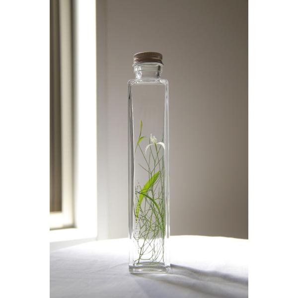 朱鷺草　Pogonia japonica日本のらん科植物繊細な細葉が瓶内で美しい特別な手法でお作りした「花咲くハ―バリウム」他では買うことができません専用オイルに封入した、まるで花が咲いたようなハ―バリウムは、鑑賞用ボトルとしてインテリアで...