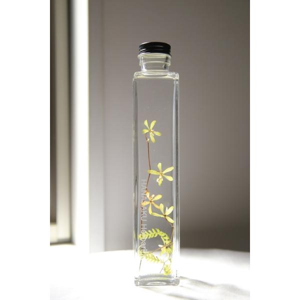　Encyclia　エンシクリア　透明感のあるグリーン小輪の蘭特別な手法でお作りした「花咲くハ―バリウム」他では買うことができません専用オイルに封入した、まるで花が咲いたようなハ―バリウムは、鑑賞用ボトルとしてインテリアで一輪挿しのようにお...