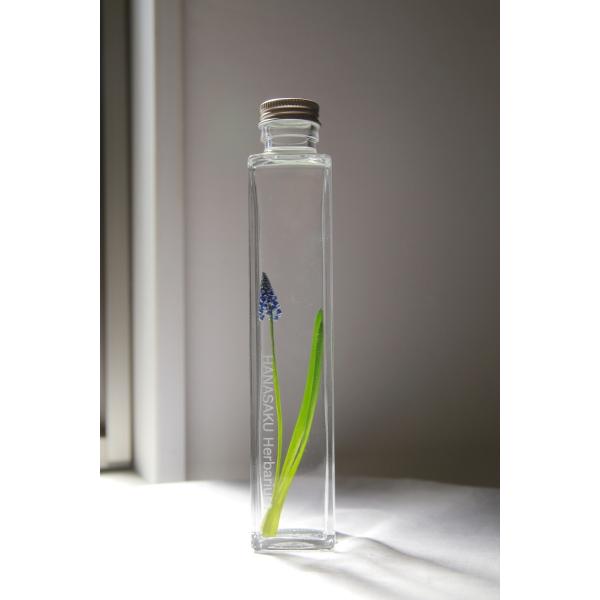 特別な手法でお作りした「花咲くハ―バリウム」他では買うことができません専用オイルに封入した、まるで花が咲いたようなハ―バリウムは、鑑賞用ボトルとしてインテリアで一輪挿しのようにお楽しみ頂けます冬の小球根　ムスカリの可愛いフォルム「花咲くハー...