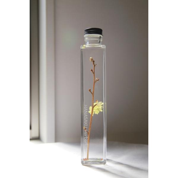 早春の花木　トサミズキ　日本原産の花マンサク科トサミズキ属のトサミズキ（土佐水木）（学名：Corylopsis spicata)花言葉は「清楚」 「愛」 「伝言」 「優雅」 まるでイヤリングのように下垂し、花咲く姿が可憐で愛らしい特別な手法...