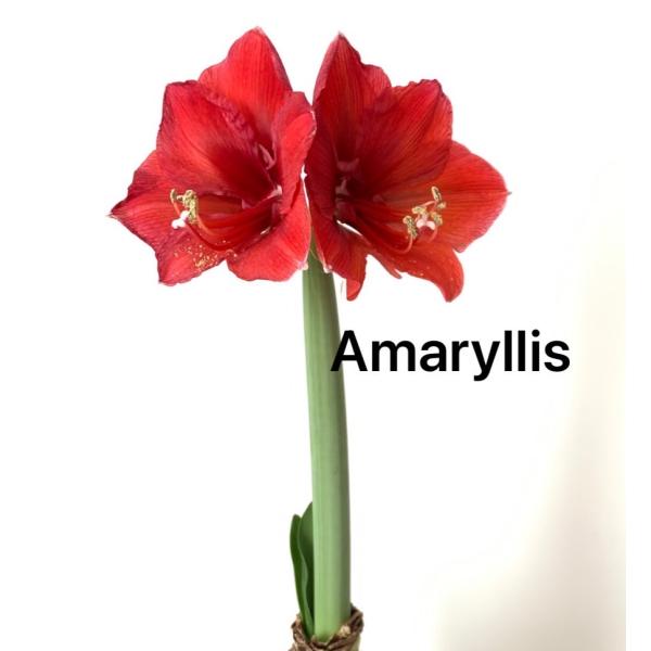 【マジックアマリリス】水も用土も一切要らないアマリリスオランダより到着しました。暖かいお部屋の明るい場所に、ただ置くだけ。毎年クリスマスのギフトとしてご自宅用にも大変ご好評を頂いています！「本当に水が要らないの？」はい、全く不要です！こちら...