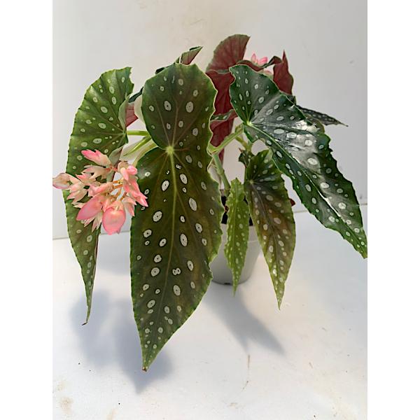 水玉の模様の葉と鮮やかなピンクの花が美しい花郷園オリジナル品種　流れ星６月から秋にかけて咲き続ける優秀な品種！10.5cmポリポット