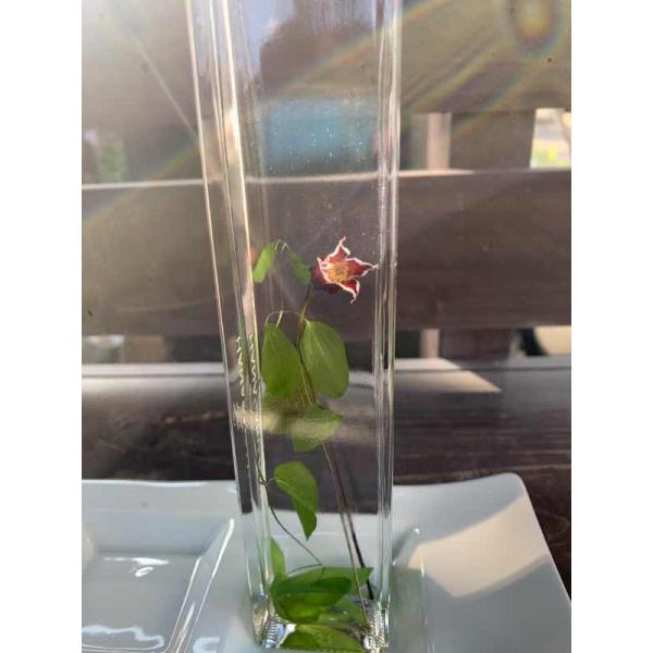 壺型クレマチスキンポウゲ科の美しいツル性の葉の動き愛らしい花を一輪挿しのように、一年中お楽しみいただけます。とりわけ赤みの強い可愛らしい花ですアートな模様、アートなフォルムをもインテリアでお楽しみくださいませ。現品をお送りします。 特別な手...