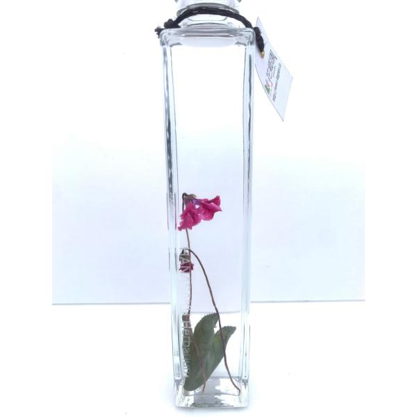 シクラメン　天使の羽冬の風物詩愛らしい花を一輪挿しのように、一年中お楽しみいただけます。特別な手法でお作りした「花咲くハ―バリウム」他では買うことができません専用オイルに封入した、まるで花が咲いたようなハ―バリウムは、鑑賞用ボトルとしてイン...