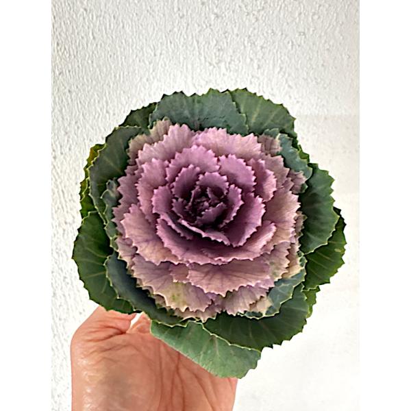 シックな葉ボタン　ショコラお得な４株セット冬の寄せ植えや庭植えにお楽しむください。周りの葉を除くとバラのような素敵な冬の景色になりますよ！直径7.5センチ　ポリポット入り