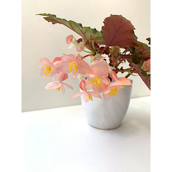 小ぶりの葉でコンパクトに楽しめる品種水玉模様は均一に入り、サーモンの薄切りのような淡いオレンジ色が大変美しいシャンデリア咲き10.5cmポリポット