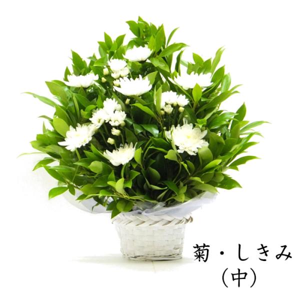 白菊と徳島県産しきみで作る、片面ワンサイドのアレンジメントです。 しきみと白菊大小のみ使用。小さすぎずお値段もお手頃です。白中輪菊と小菊、またはスプレー菊10本前後使用。花の開き具合で本数が変わります。年に３〜４回ほど新芽の時期にはやわらか...