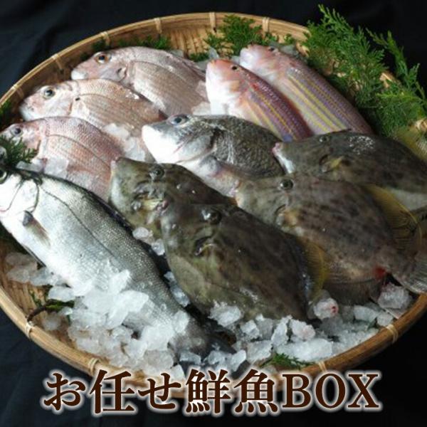 お任せ鮮魚BOX 活魚 鮮魚 水揚げ 活け締め 神経抜き カット加工 真空パック 刺身 長島 阿久根 東町漁協 鹿児島県産  魚介類 お取り寄せ 国産 さるがく水産 かごしまや