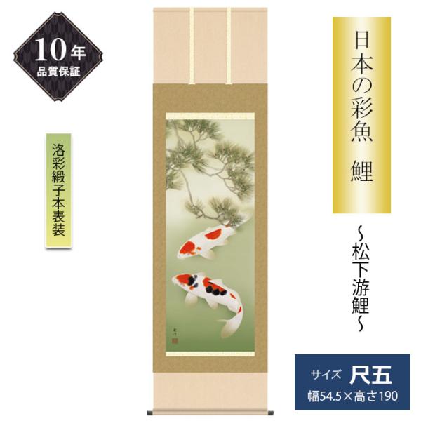 泳ぐ宝石ともいわれる美しい鯉は、逞しい生命力を内に秘めた吉魚。その躍動感に満ち溢れた姿の一瞬を正確な描写力で描き上げた逸品です。■尺五　松下游魚　■作者　山村 観峰（三美会）■表装　洛彩緞子本表装   サイズ：巾54.5×長さ190（cm）...