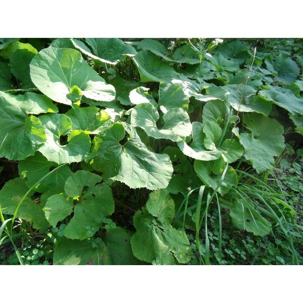 クセになる風味で人気の「山フキ」。煮物や炒め物などでお楽しみ頂けます。３００ｇ単位での販売です。 例）数量２のご注文で６００ｇ予約受付期間は４月２０日〜５月２０日。数量に限りがございますので、お早めのご予約を！出荷予定時期は５月下旬〜６月中...