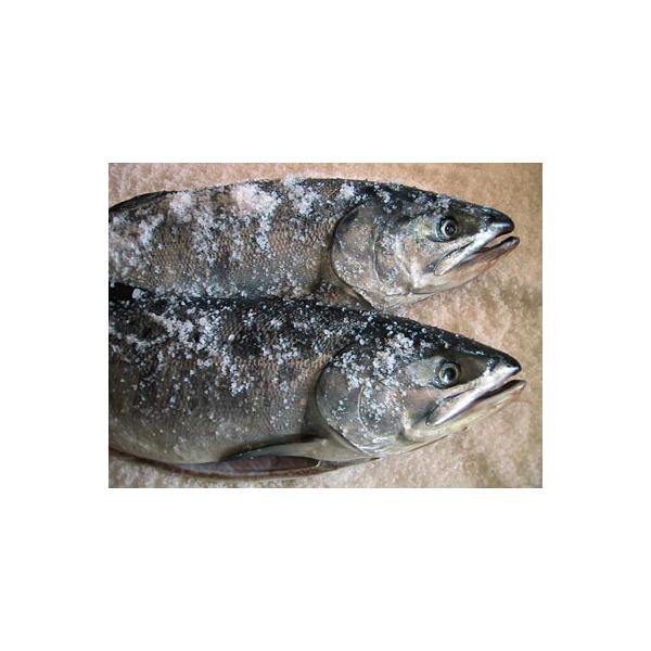 新巻鮭/サケ/さけ/鮭でかい！うまい鮭はカネニ