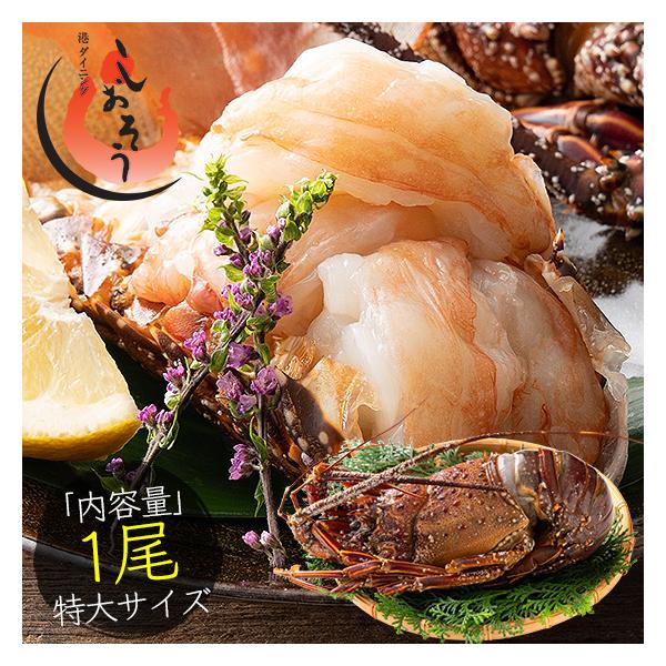 伊勢海老  伊勢エビ 伊勢えび 千葉県産 外房 イセエビ 刺身 冷凍【内容量】特大サイズ600g前後×1尾【原材料】千葉県産イセエビ（外房イセエビ）【お召し上がり方】流水で急速解凍しお召し上がりください【賞味期限】商品ご到着から30日（要冷...