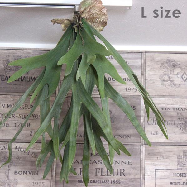 <<関連キーワード>>フェイクグリーン コウモリラン スタッグホーン いなざうるす グリーン 緑 多肉 多肉植物 フェイク ガーランド ミニ 観葉植物 おしゃれ かわいい 男前 雑貨 ブルックリン【DETAIL＆SP...