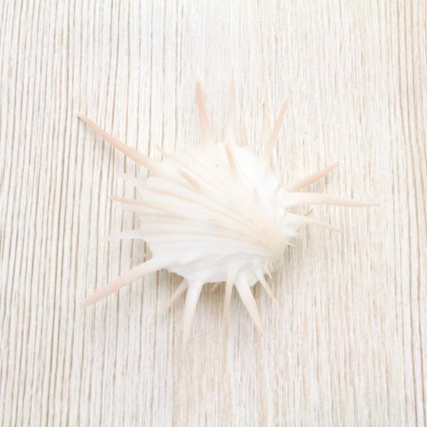 ミサカエショウジョウカズラ（学名：Spondylus imperialis）は、熱帯の岩礁域に生息するウミギクガイ科の貝殻で、独特のトゲ状突起が密に並ぶ造形美が特徴です。浅海で見られることもありますが、トゲの整った個体は希少で、貝殻コレクシ...