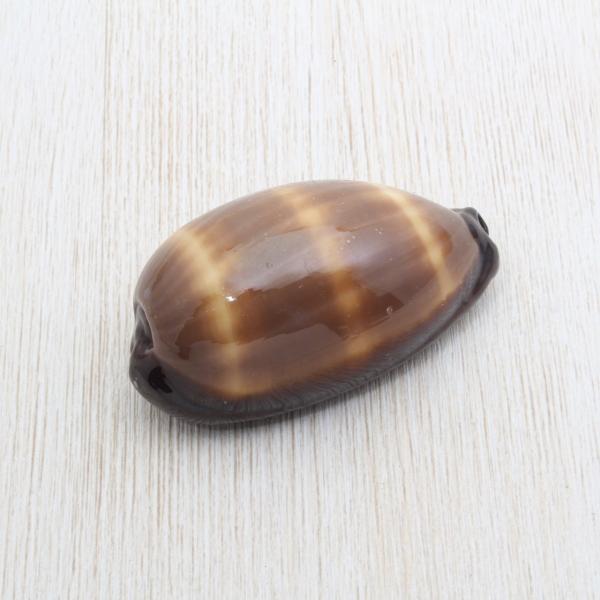 タルダカラガイ（学名：Talparia talpa）は、太平洋・インド洋の暖かな海域の岩礁や珊瑚礁に生息するタカラガイ科の巻貝です。古来よりその光沢ある殻が貝細工や装飾品として愛好されてきた歴史を持ち、収集家の間でも人気の高い種です。殻の背...