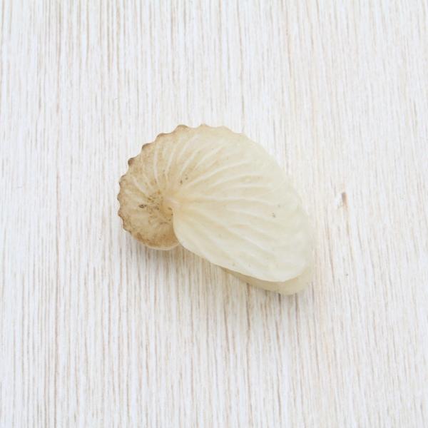 コレクション向けに最適なタコブネ（学名：Argonauta argo）は、別名フネダコと呼ばれる浮遊生活を送る希少な海洋生物です。軽やかな巻き貝状のフォルムは、古くから工芸や装飾品に用いられ、その独特な形状はインテリアや手作り雑貨のアクセン...