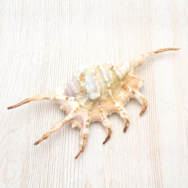 サソリガイ（和名：蝎貝／学名：Lambis crocata）は、熱帯インド・西太平洋のサンゴ礁域に生息し、その名の由来となった独特の突起形状が印象的な貝殻です。自然海域からの流入も限られ、コレクション需要の高い品種として評価されています。観...